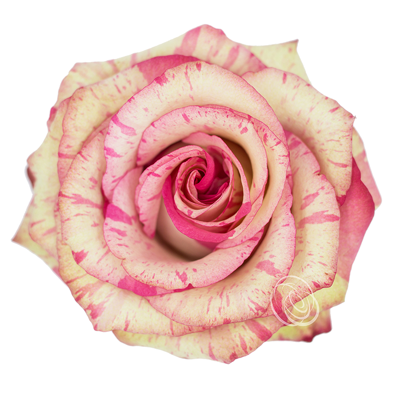 Rose – Joyflor